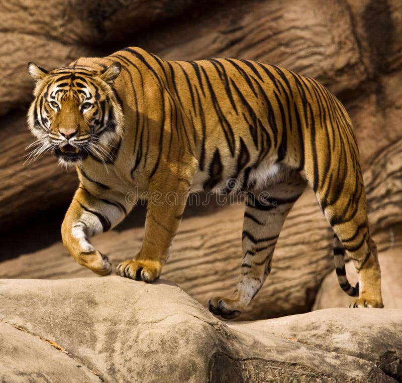 Malayan Tiger stock photo. Image of staring, malayan - 11829608