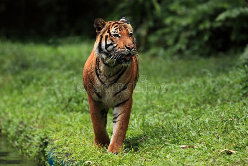 Malayan tiger stock photo. Image of africa, cats, panther - 16326644