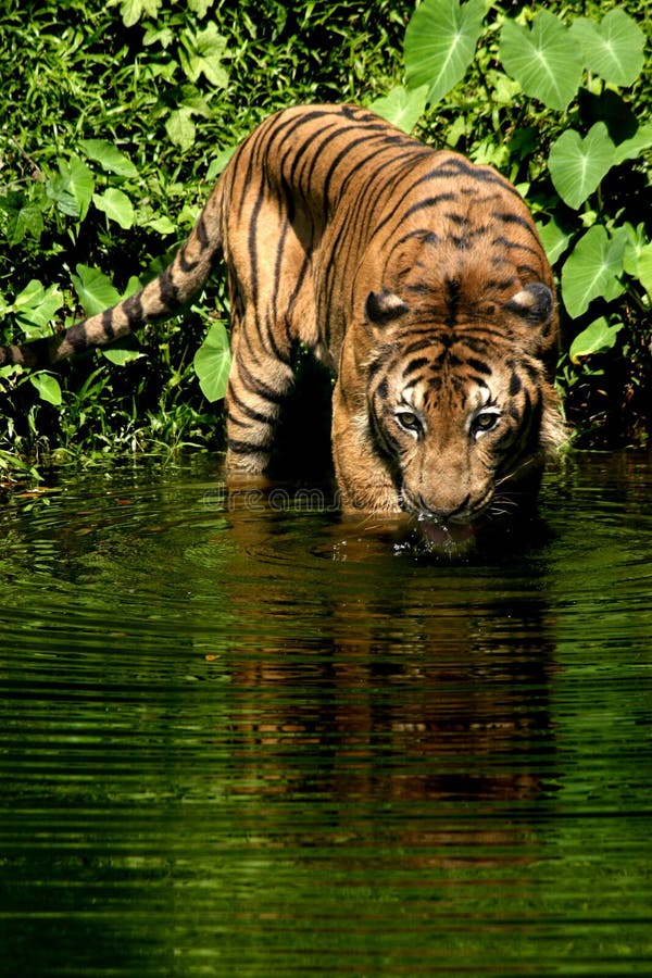 Malayan Tiger stock image. Image of wildlife, drink, plants - 190447