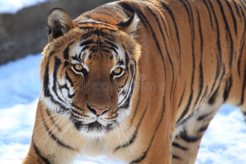 Malayan Tiger (Panthera Tigris Jacksoni) Stock Photo - Image of feline ...