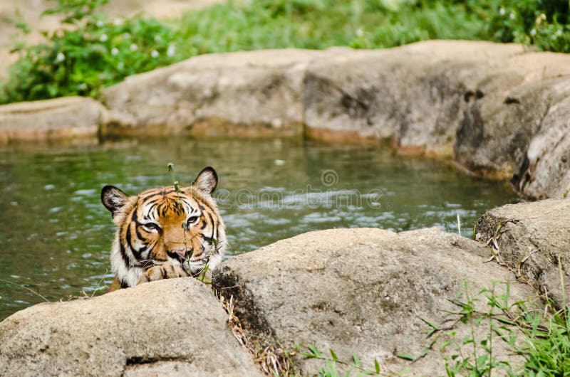 Malayan Tiger stock photo. Image of trees, water, park - 24760244