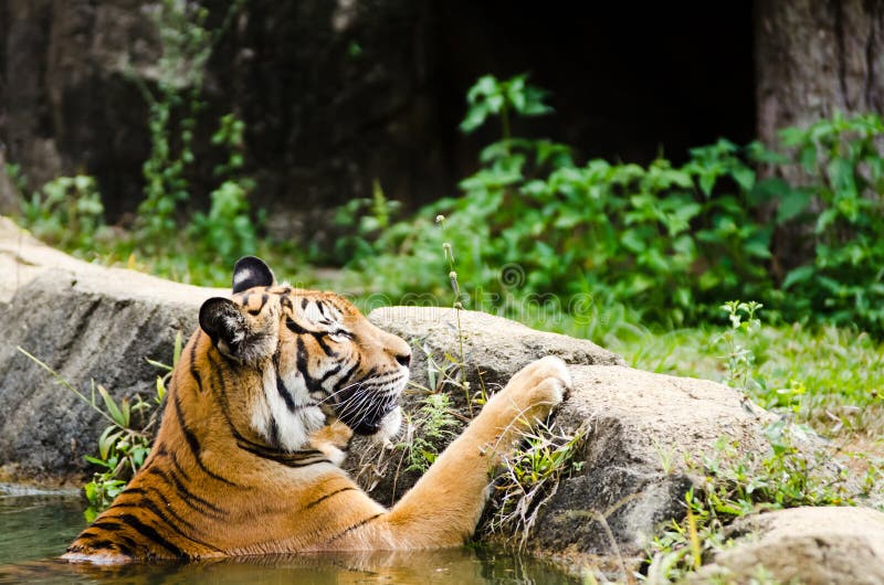 Malayan Tiger stock photo. Image of stripe, mammals, water - 24760452