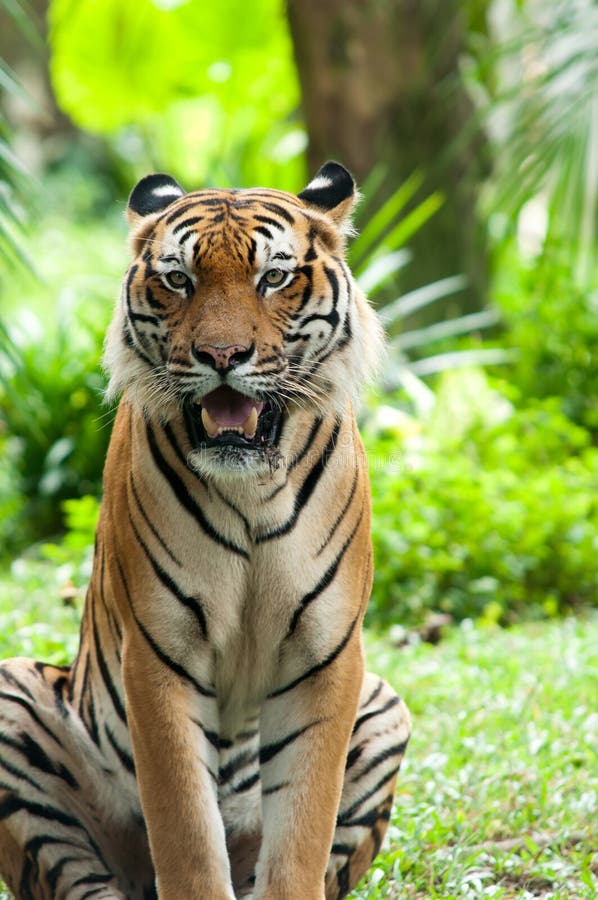 Malayan tiger stock photo. Image of life, full, tigris - 25750768