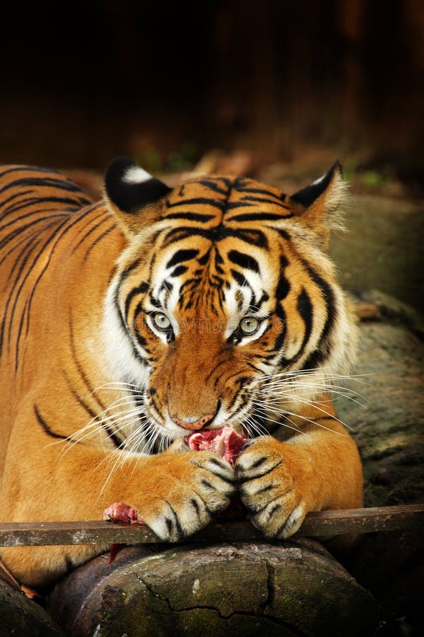 11+ Eating tiger zoo Free Stock Photos - StockFreeImages