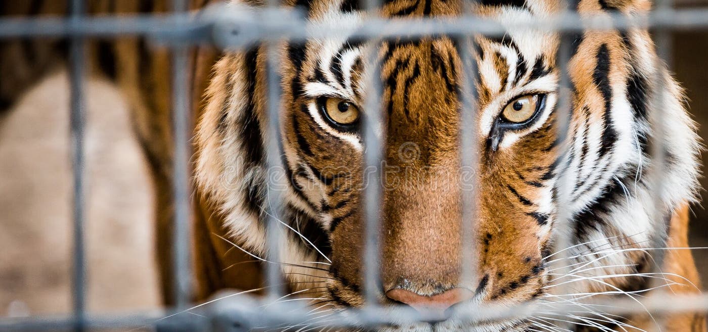 643 Caged Tiger Stock Photos - Free & Royalty-Free Stock Photos from ...