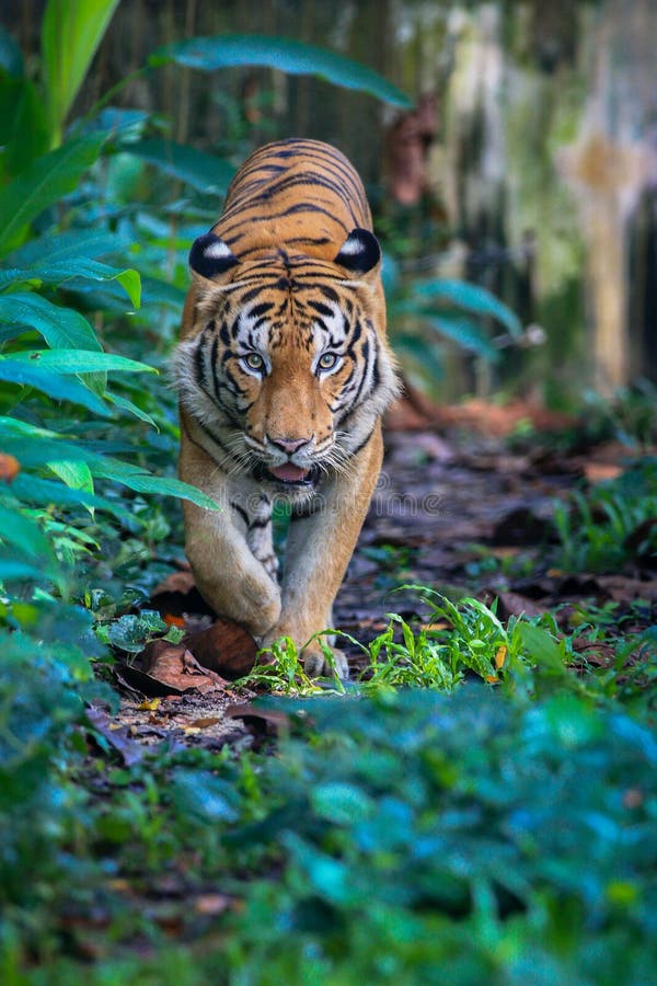 The Malayan Tiger stock image. Image of orange, malaysian - 189938639