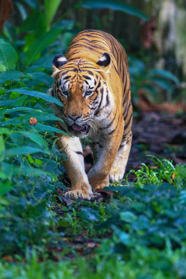 The Malayan Tiger stock photo. Image of fauna, bengal - 189938664