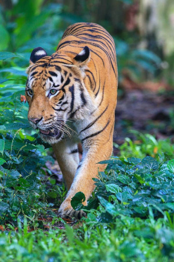 Malayan tiger stock photo. Image of africa, cats, panther - 16326644