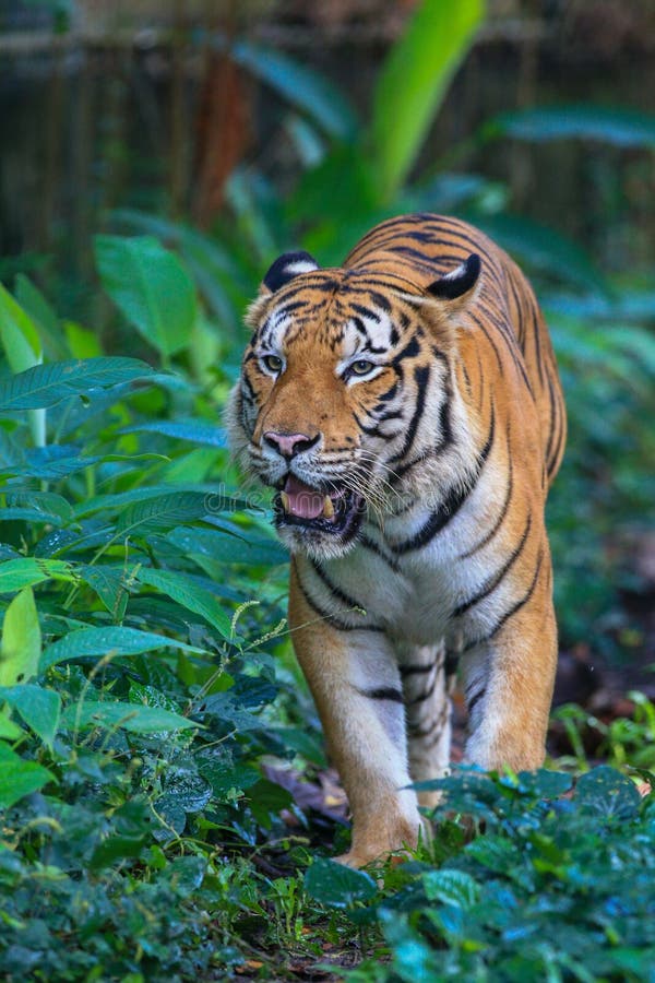 The Malayan Tiger stock image. Image of animal, calming - 189938965