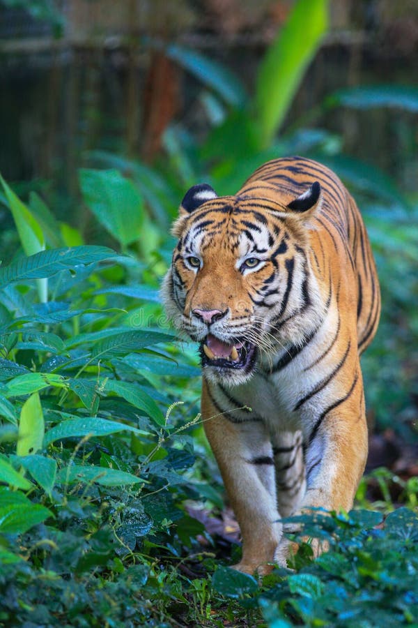 The Malayan Tiger stock photo. Image of carnivore, kuala - 189939004