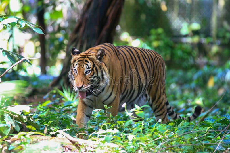 The Malayan Tiger stock image. Image of malay, asia - 189939453