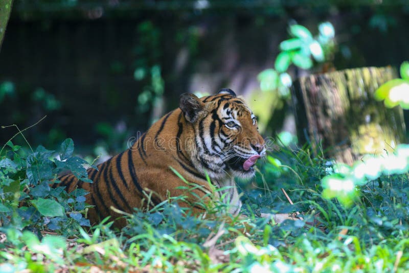 The Malayan Tiger stock photo. Image of malay, beast - 189939482
