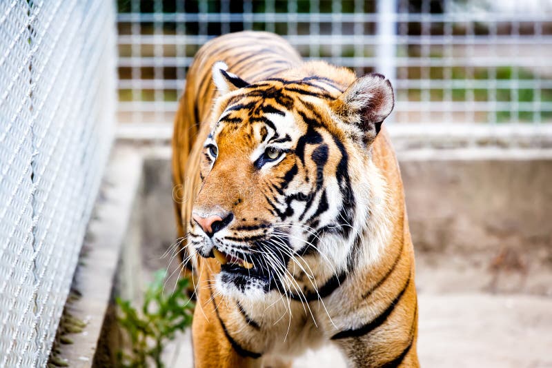 Malayan tiger stock photo. Image of nature, wild, malayan - 43171238