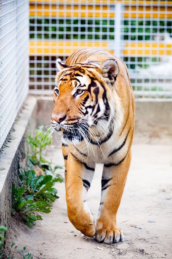 Malayan tiger stock image. Image of tiger, head, animals - 43171243
