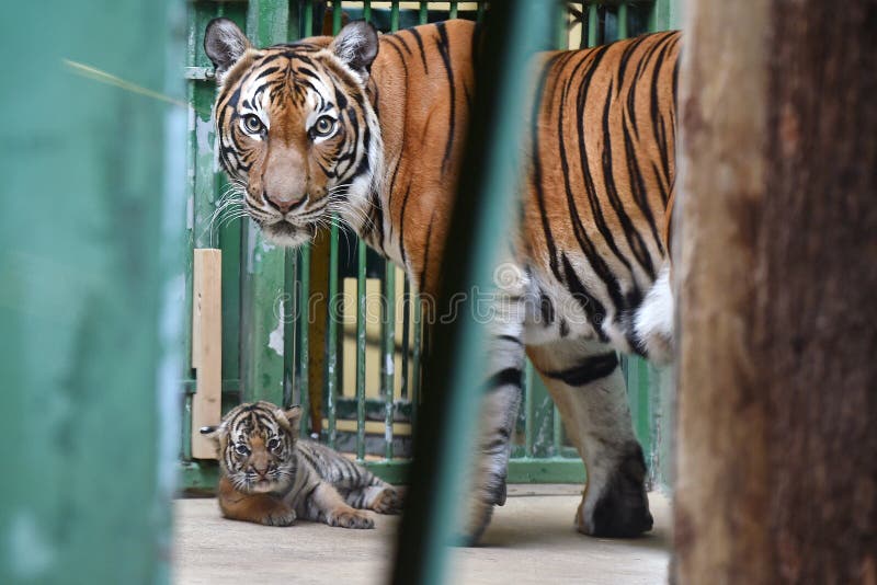 Malayan tigers stock image. Image of small, cute, family - 103869337