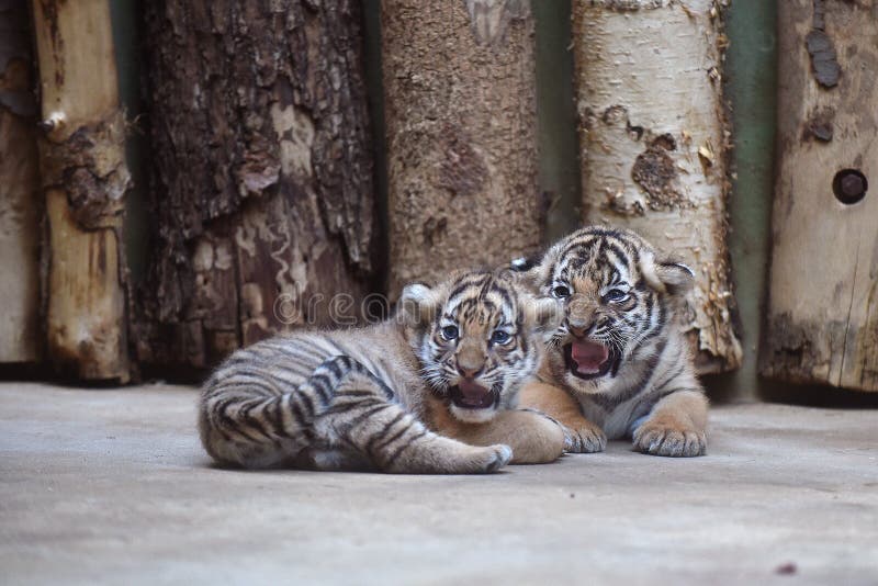 Malayan tiger cubs stock photo. Image of little, mammal - 103869394