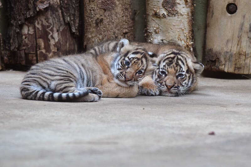 Malayan tiger cubs stock photo. Image of striped, little - 103870504