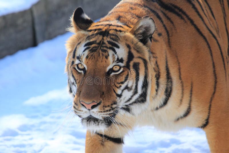 Malayan tiger detail stock image. Image of malayan, prague - 23327757