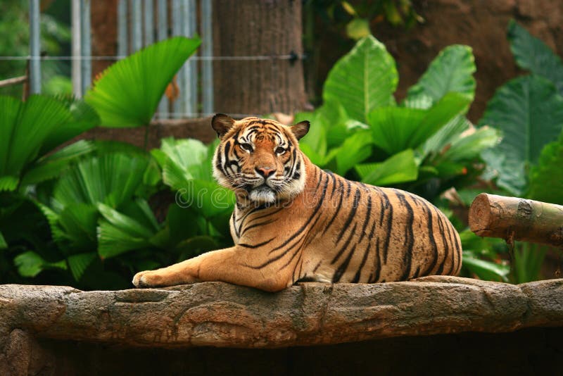 Malayan Tiger King Chin-Up stock image. Image of wildlife - 2097947
