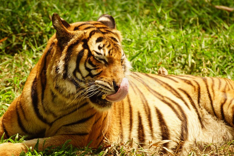 Malayan Tiger in Kuala Lumpur Stock Image - Image of species, bengal ...