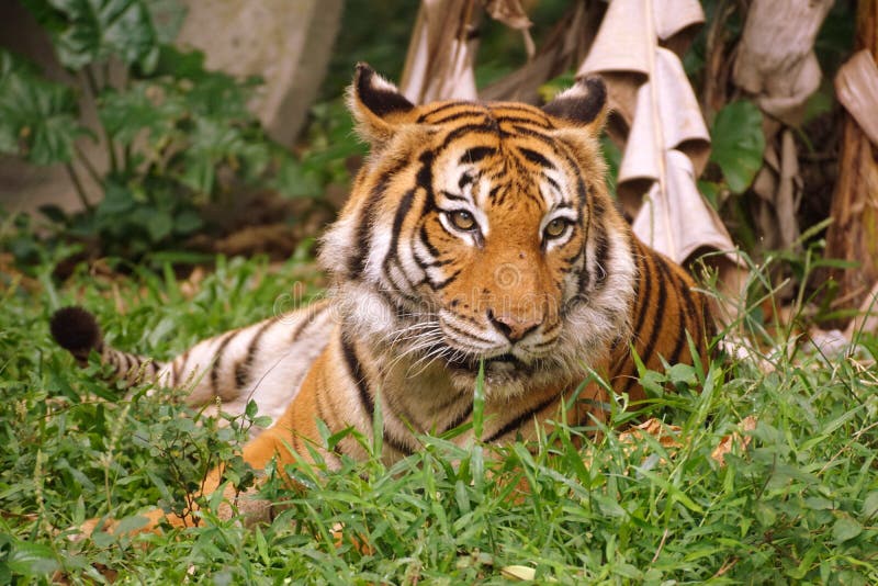 Malayan Tiger in Kuala Lumpur Stock Photo - Image of malayan, nature ...