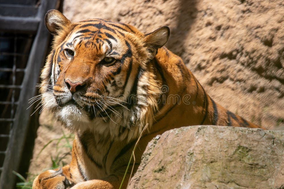 A Malayan Tiger at a Local Zoo Stock Photo - Image of malayan, animal ...