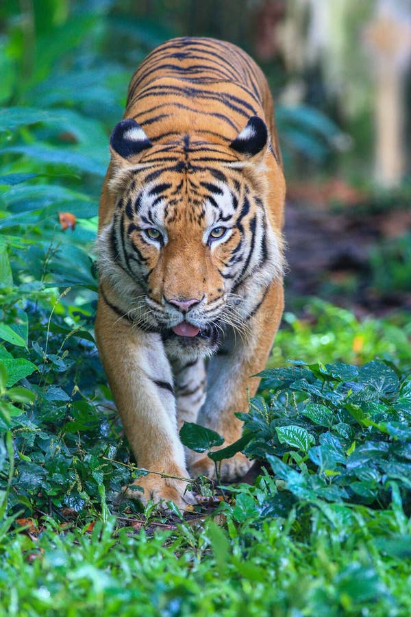 Malayan tiger stock photo. Image of forest, animals, eaters - 28629892