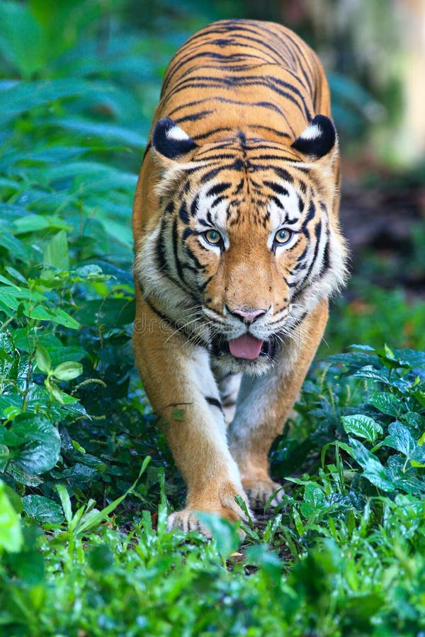 The Malayan Tiger stock image. Image of lumpur, black - 189939319