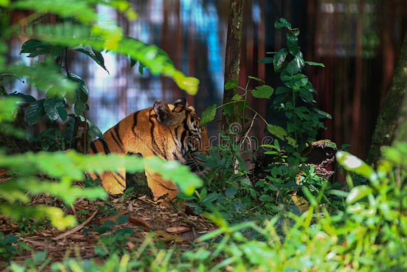 The Malayan Tiger stock photo. Image of black, jackson - 189939330