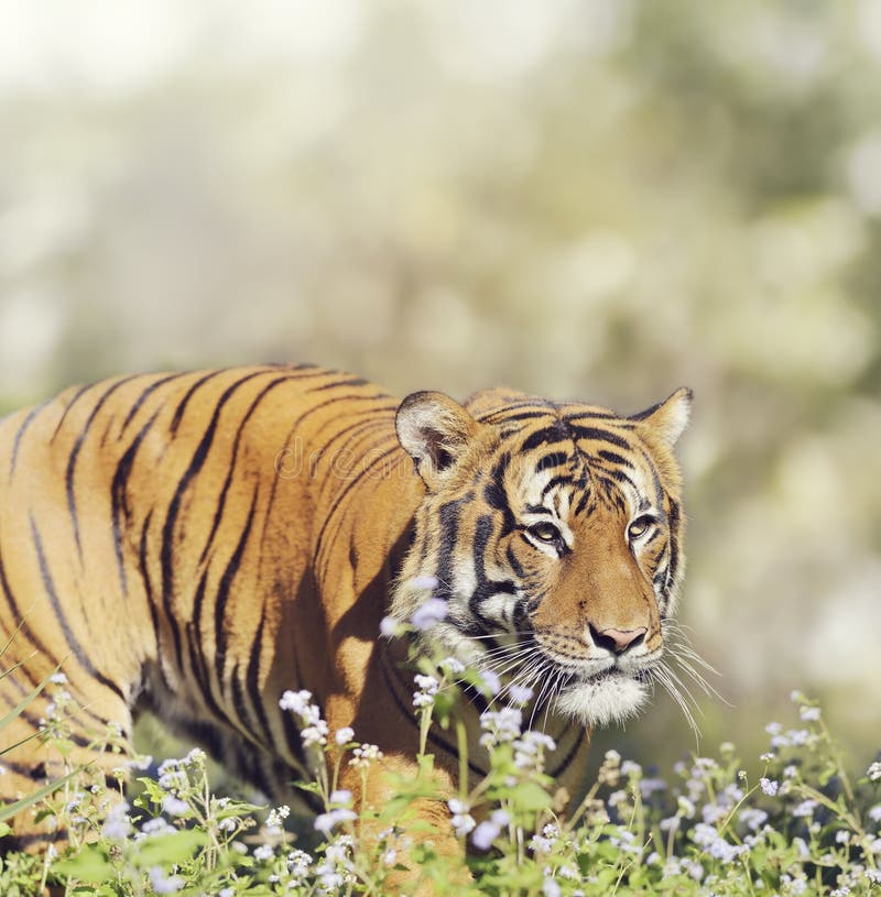 Malayan Tiger Male stock image. Image of predator, feline - 65580375