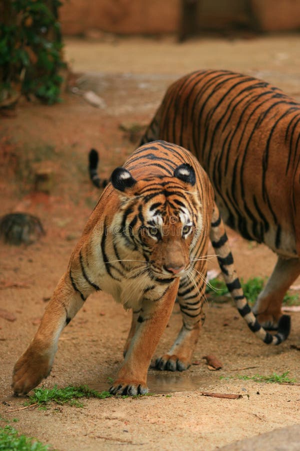 Malayan Tiger on-the-move stock photo. Image of tigris - 2034682