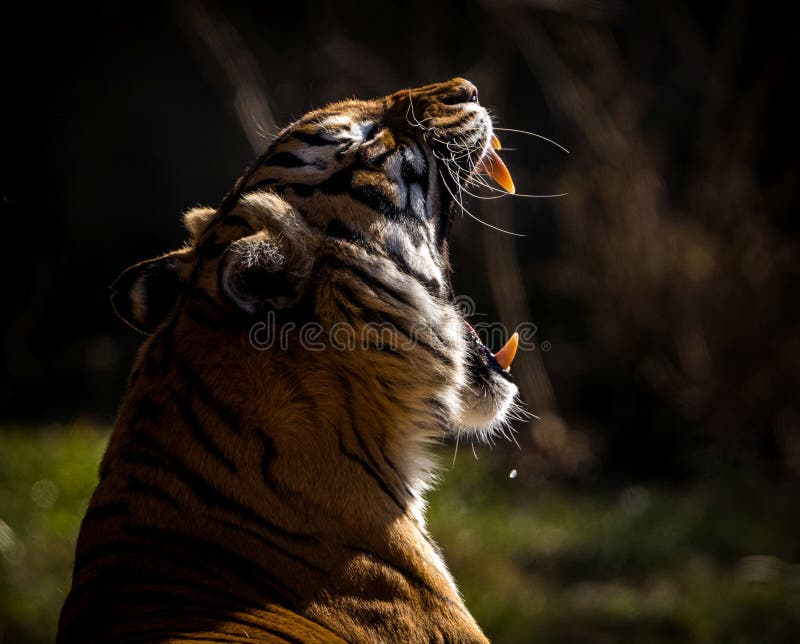 Malayan Tiger with Open Mouth Stock Image - Image of stripes, beast ...
