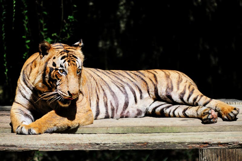 Malayan tiger stock photo. Image of tiger, asian, forest - 67377002