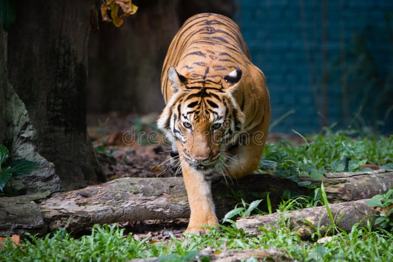 Malayan Tiger stock photo. Image of animal, tigris, panthera - 83468610
