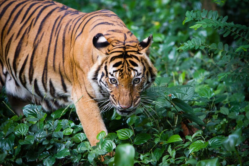 Malayan Tiger stock image. Image of jungle, animal, organism - 83468611