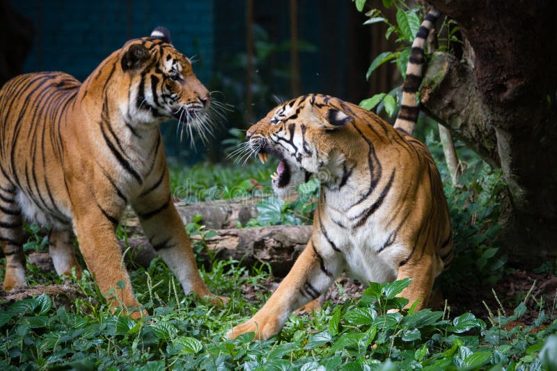 Malayan Tiger stock photo. Image of animal, tigris, panthera - 83468610
