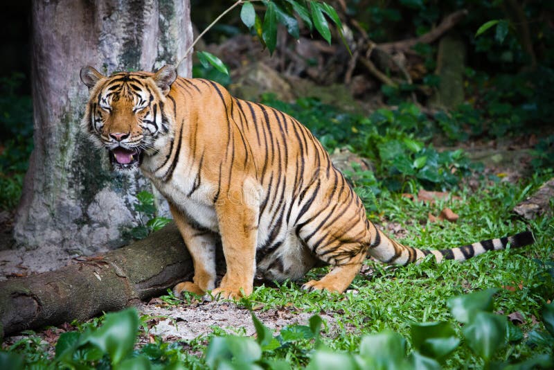 Malayan Tiger stock photo. Image of animal, tigris, panthera - 83468610