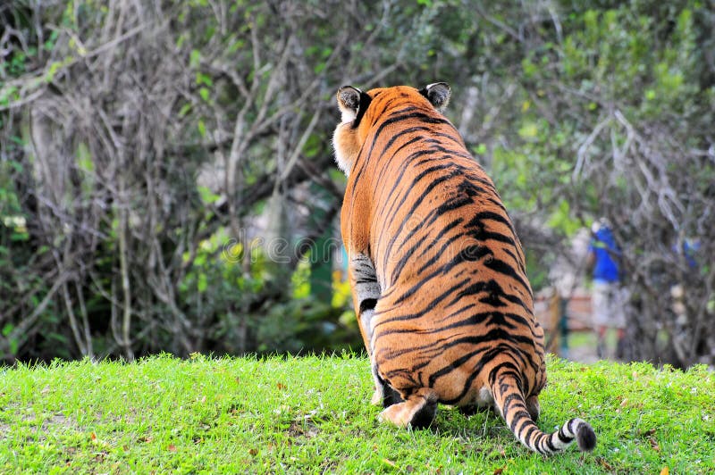 Malayan Tiger Peeing stock photo. Image of beautiful - 22308132