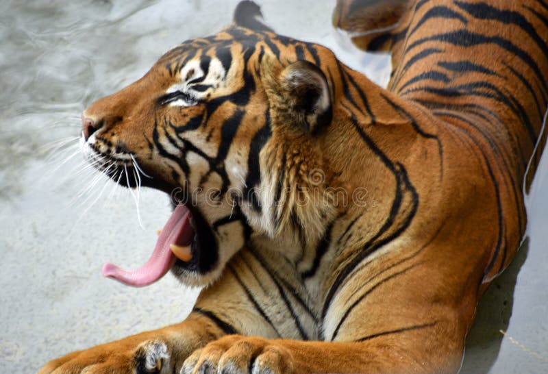 Malayan Tiger in Pool of Water Stock Image - Image of mammal, penari ...