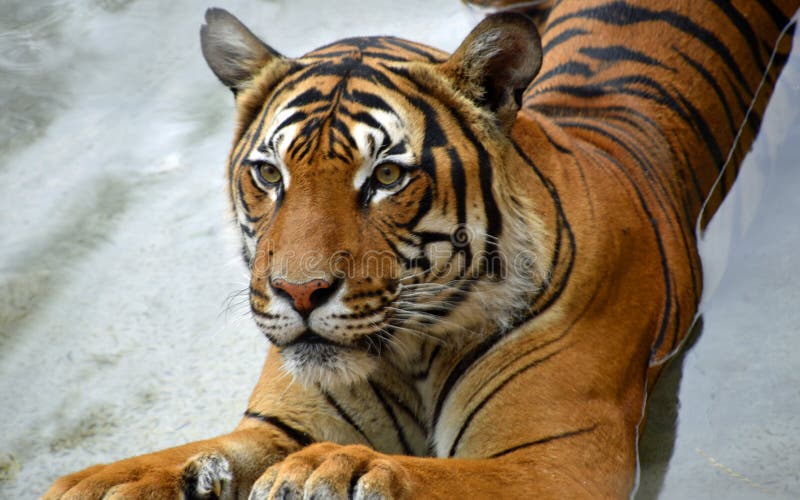 Malayan Tiger in Pool of Water Stock Photo - Image of animals, danger ...