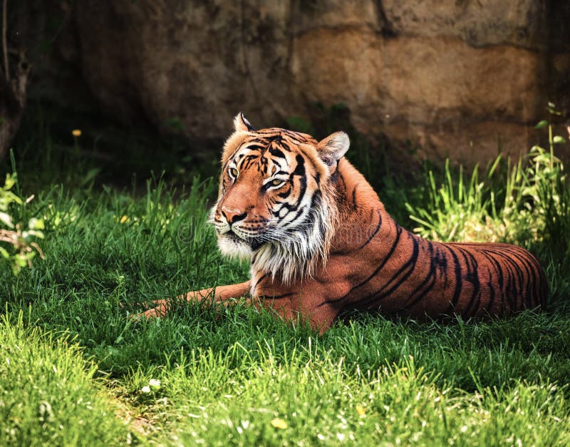 The Malayan Tiger stock image. Image of hungry, carnivore - 129519333