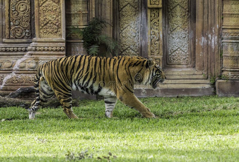 Malayan Tiger stock image. Image of prowling, feline - 66353159