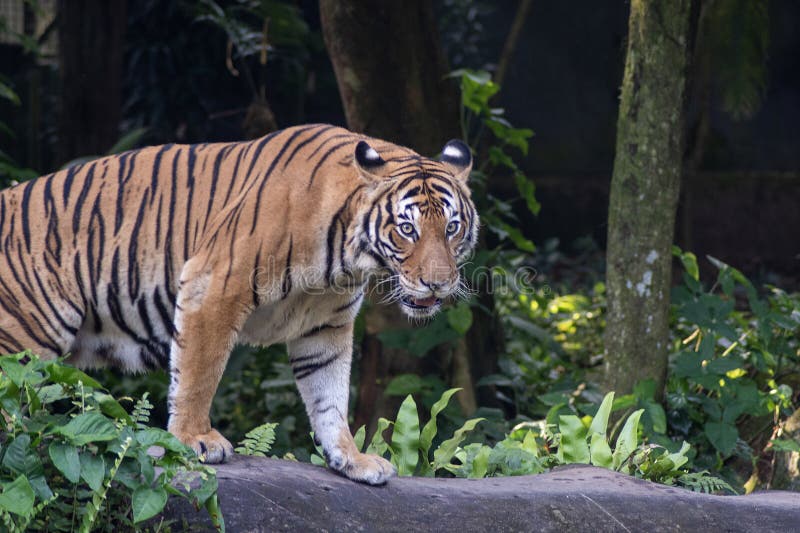 Malayan Tiger in the Singapore Zoo Stock Image - Image of bengal ...