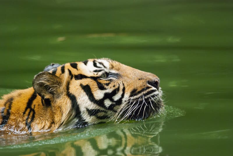 Malayan Tiger Swimming , Endangered Species Stock Photo - Image of ...