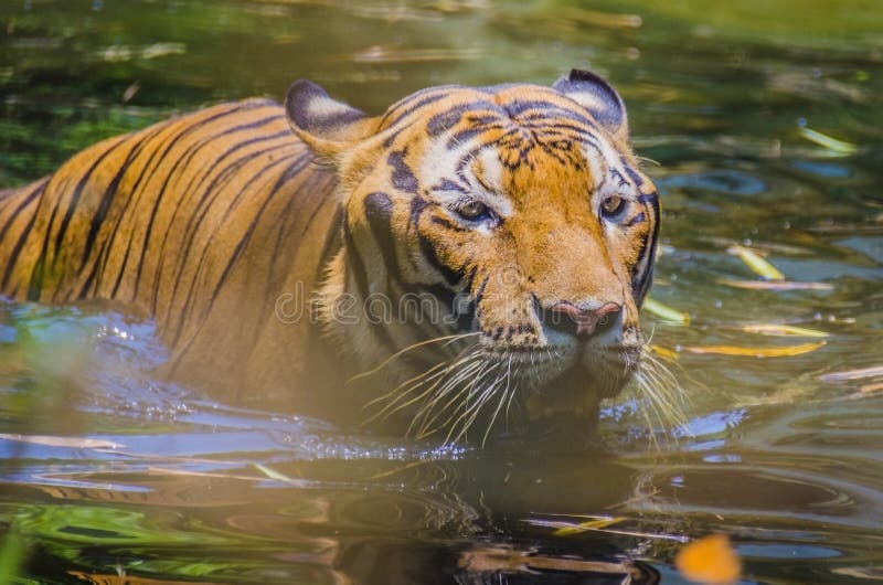 Malayan Tiger stock photo. Image of water, stripes, kitty - 81721274