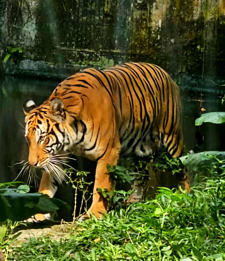 Malayan Tiger Tigris Panthera Malaysia Stock Image - Image of malayan ...