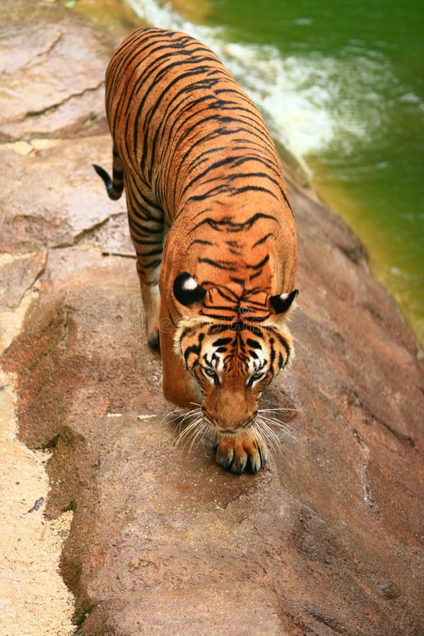 Malayan Tiger from top stock photo. Image of rest, malaysia - 2034498