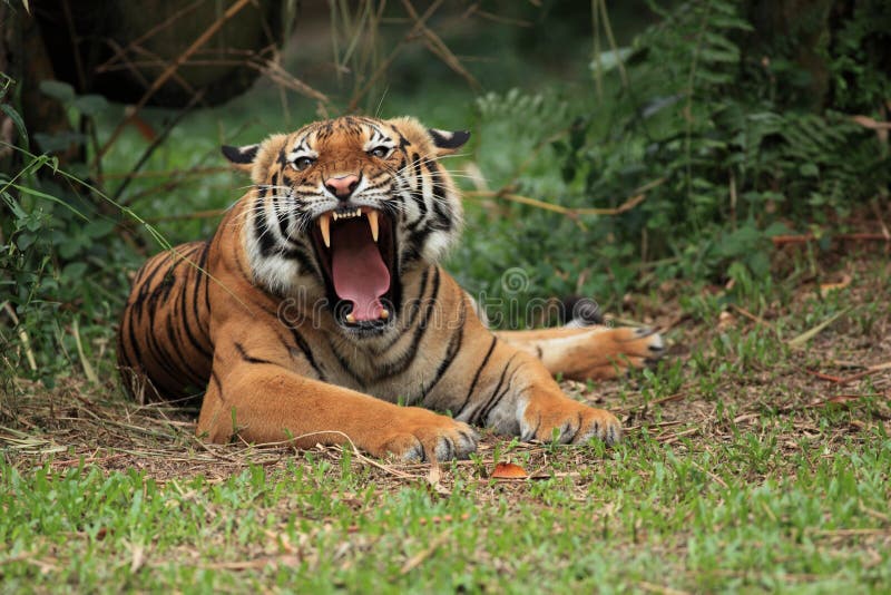 Malayan Tiger Yawning stock photo. Image of lick, rain - 14084540