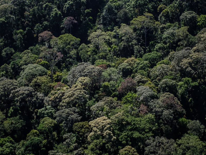 Malayan-type Rainforest Canopy Topviwe Wild Stock Image - Image of ...
