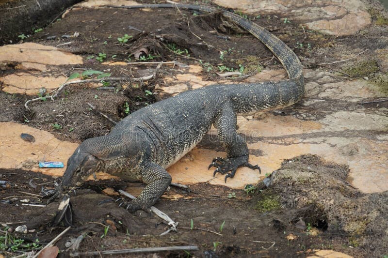 A Malayan Water Monitor Devouring a Bird Stock Image - Image of brown ...